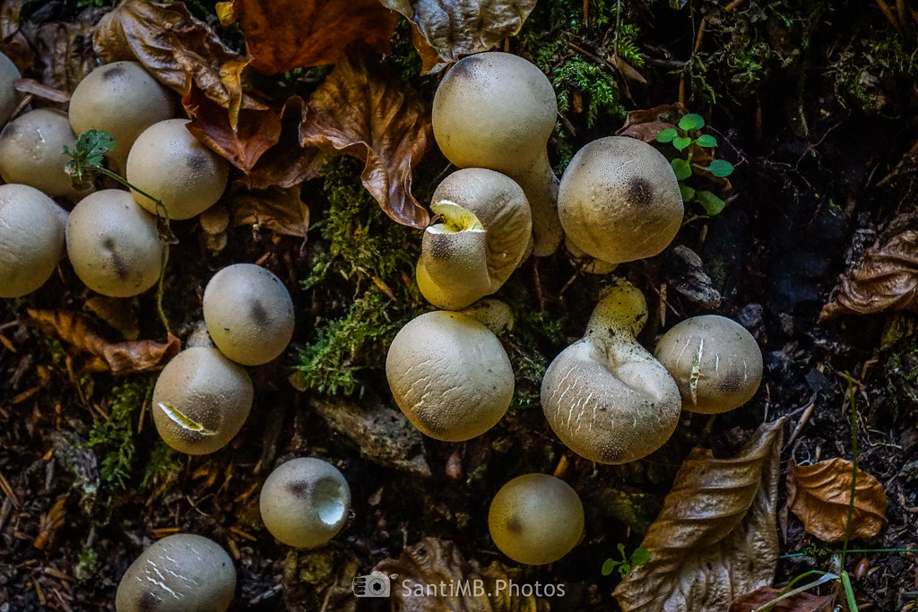 Hongos pera - SantiMB.Photos